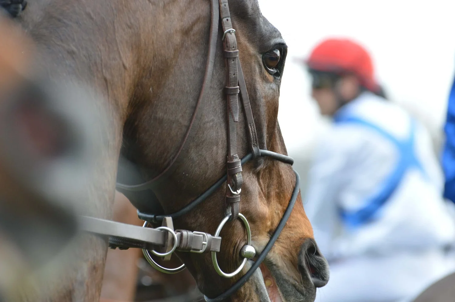 Understanding EIPH, or Bleeding in the Equine Athlete — Flexineb USA | Portable Equine Nebulizer