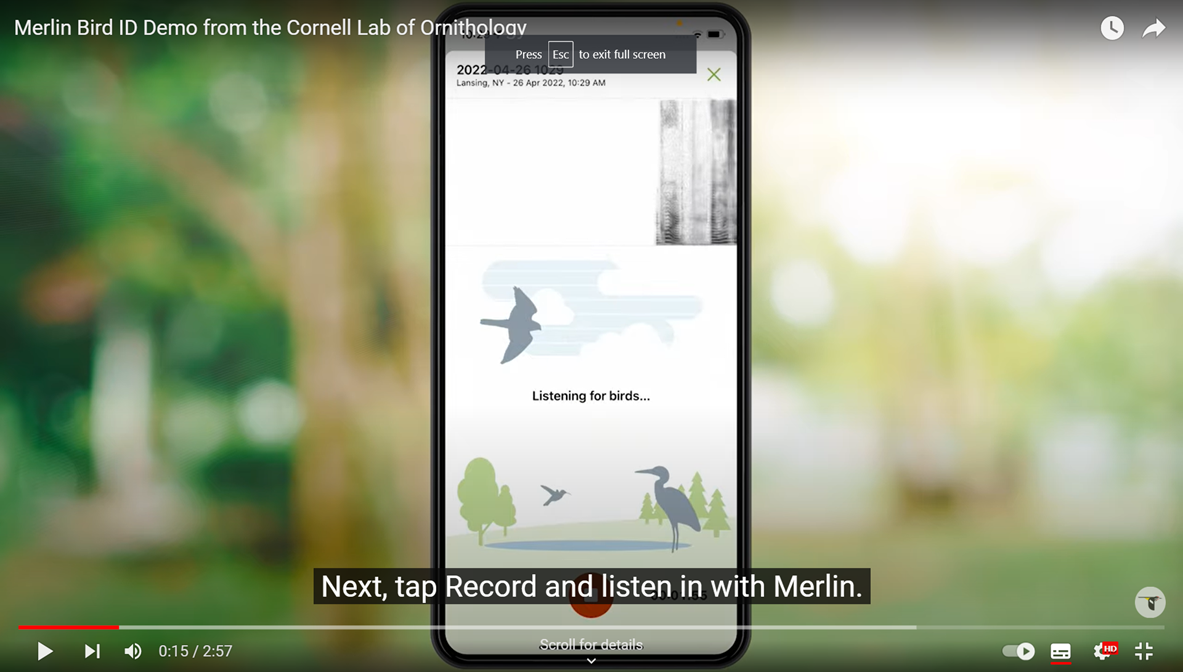 Bird App Wizardry: How Merlin helped us up our bird-spotting game ...