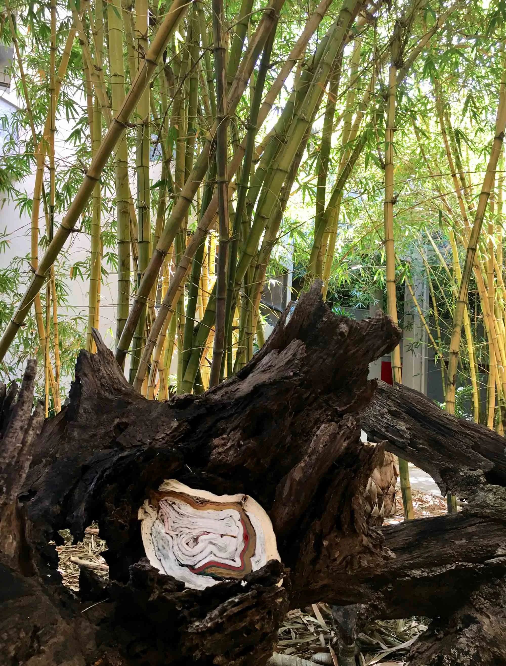 Whorl — Jacqueline Rush Lee