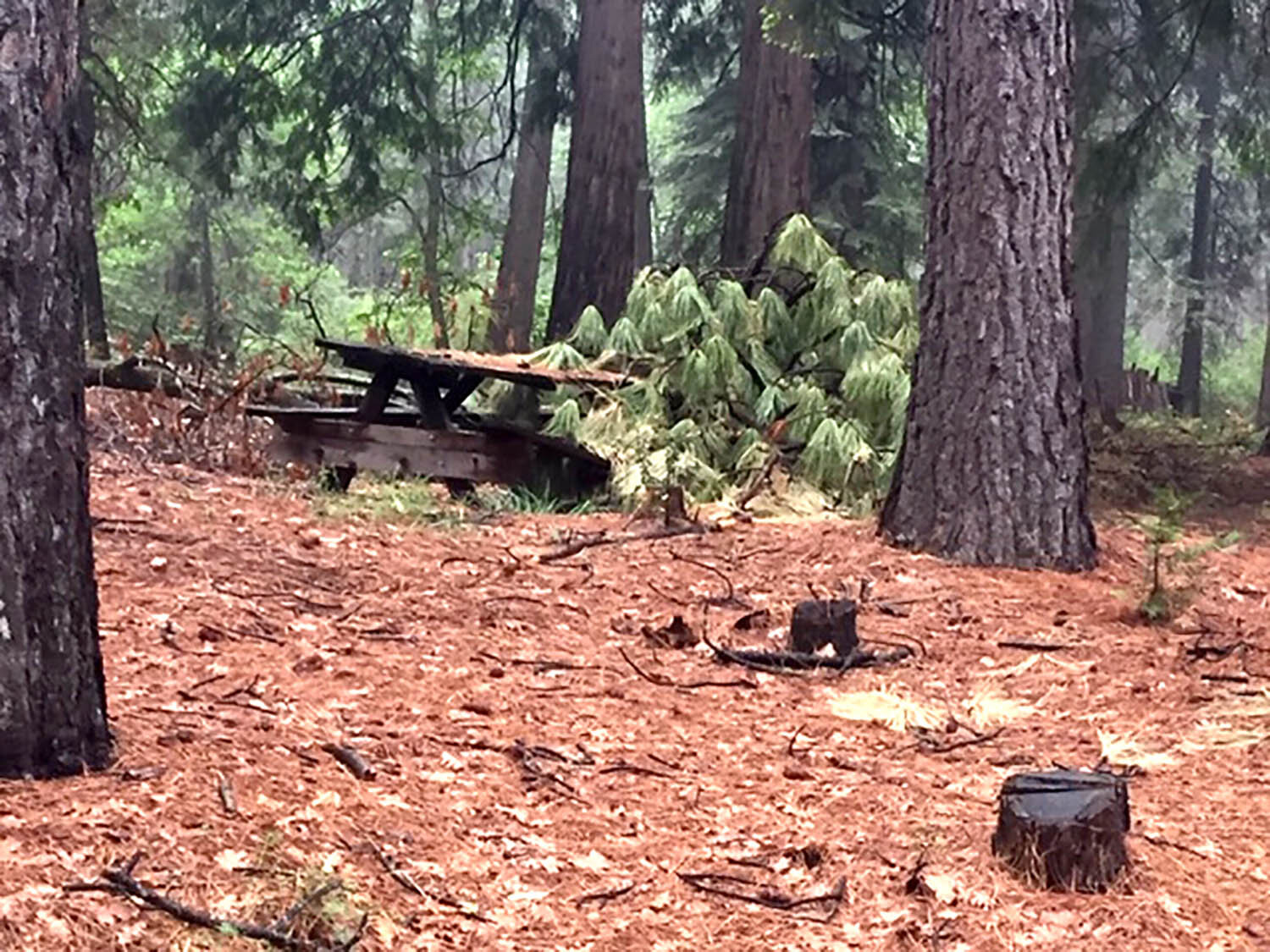 The Forest Floor | UCCR United Camps, Conferences & Retreats