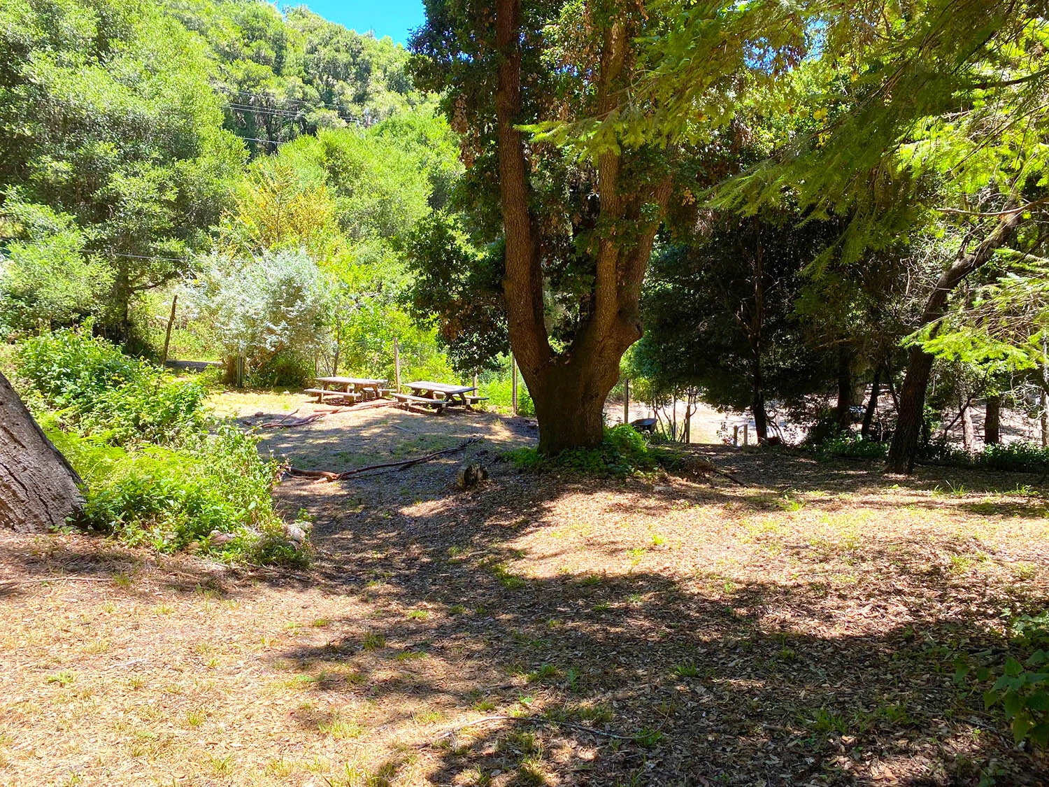 Swallowtails at Monte Toyon Camp | UCCR United Camps, Conferences ...