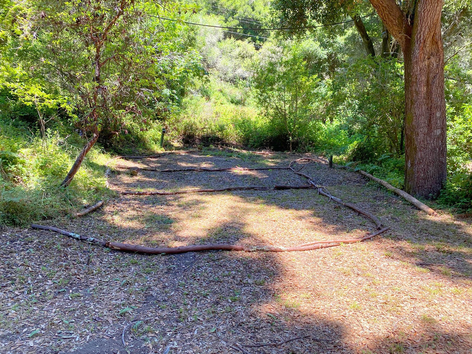 Swallowtails at Monte Toyon Camp | UCCR United Camps, Conferences ...