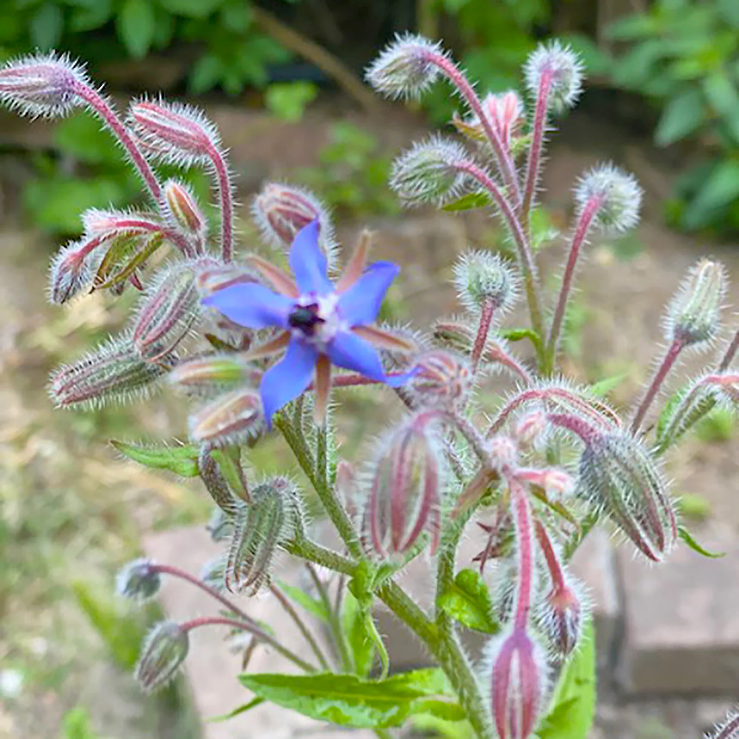 Come See the Summer Flowers of Monte Toyon | UCCR United Camps ...