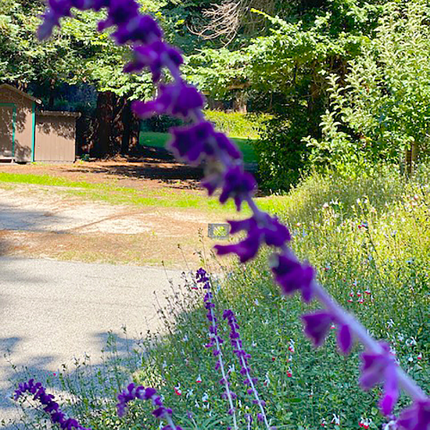 Come See the Summer Flowers of Monte Toyon | UCCR United Camps ...