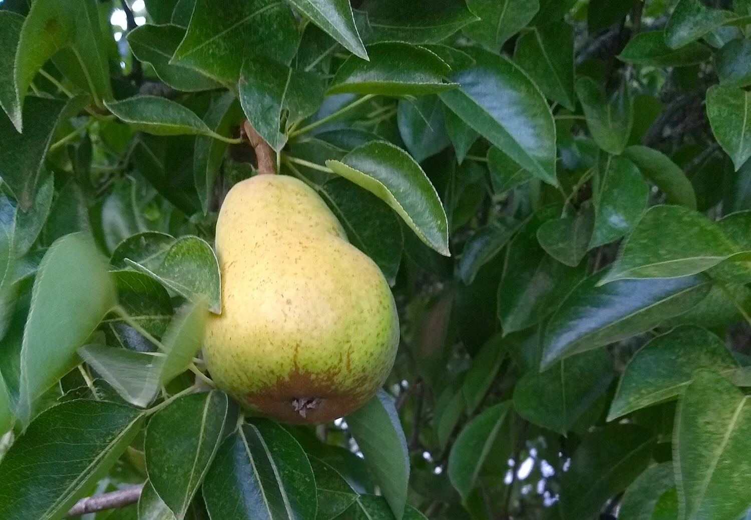 It's Harvest Time at Applegate Jesuit Retreat Center | UCCR United ...