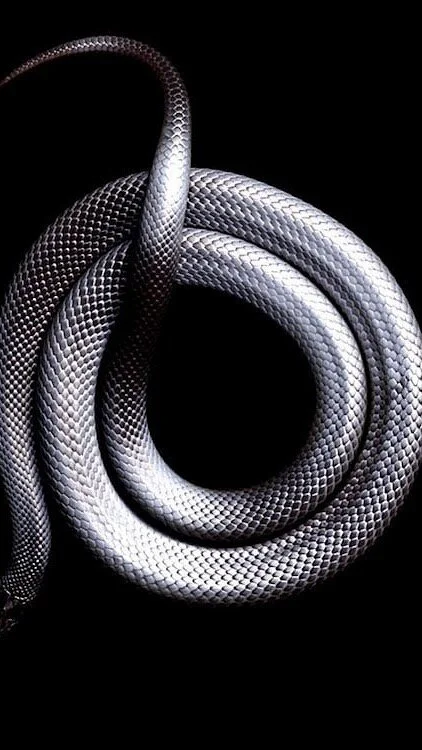 ANILAH - Music is medicine.