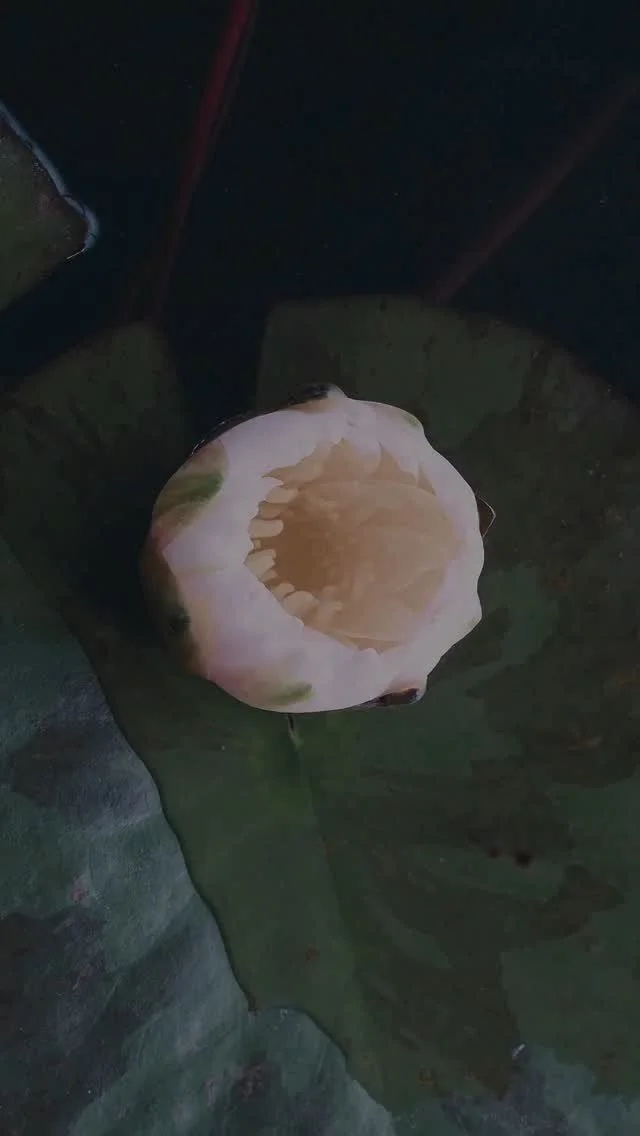 ANILAH - Music is medicine.