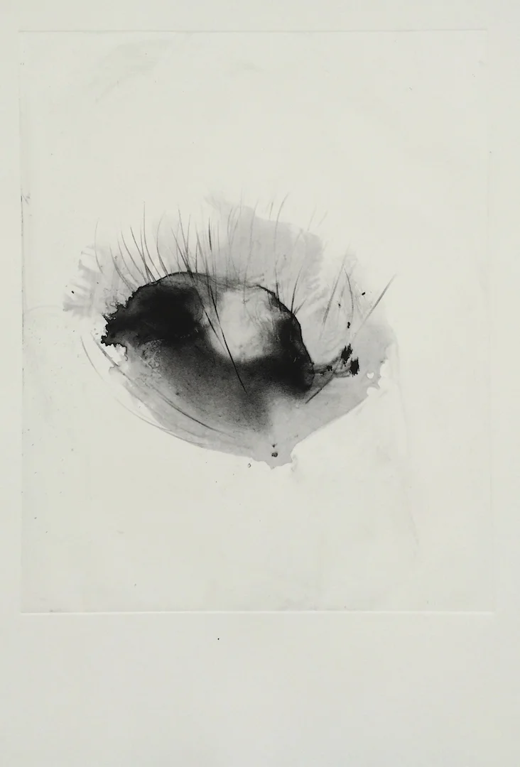 Salix Wood — Frances Gynn RWA