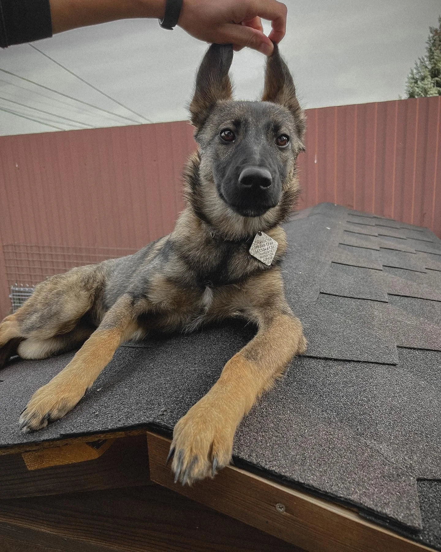 Inside Ukraine - Anastasia Tykha, Fearless Animal Rescuer, No One Left ...