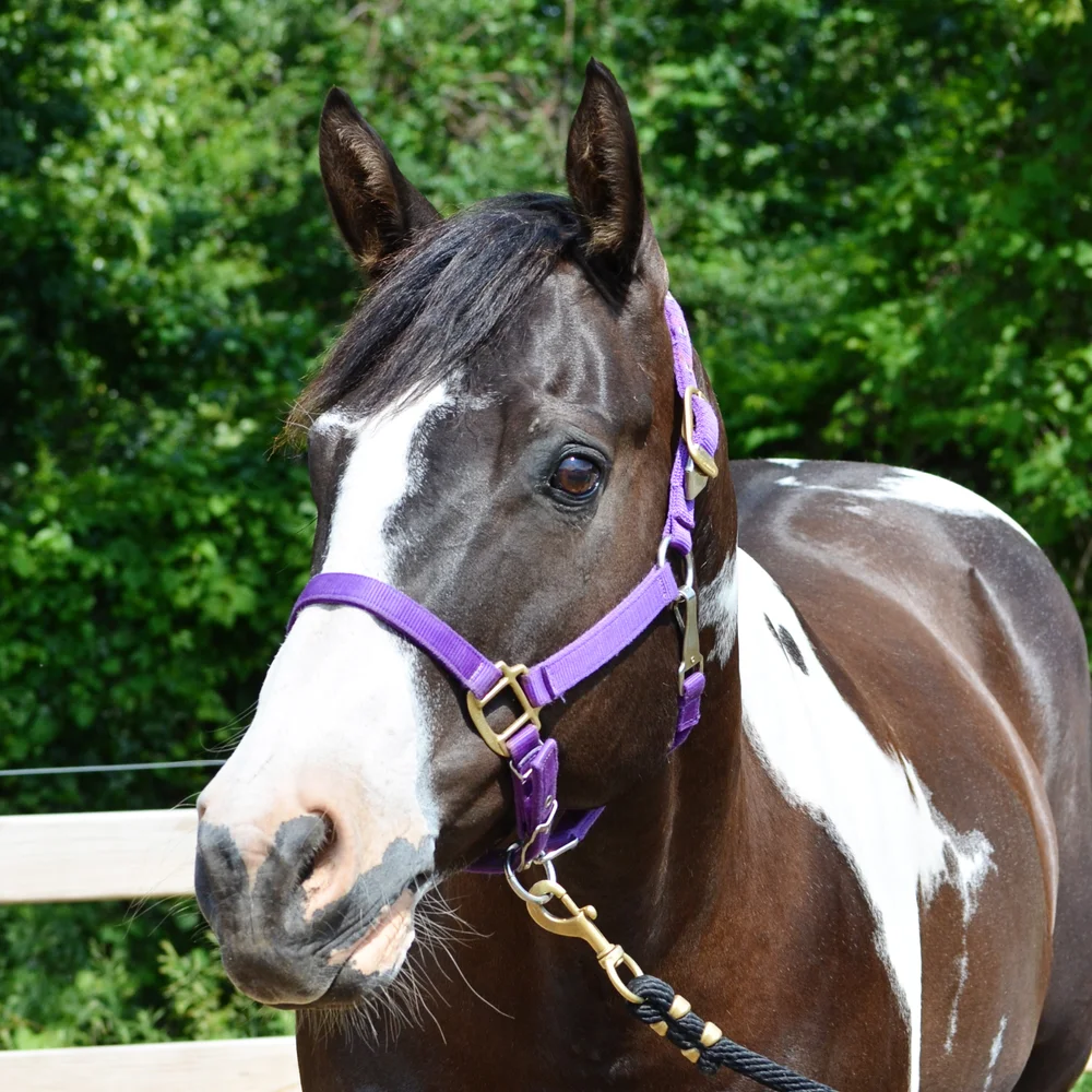 Our Horses — Cheff Therapeutic Riding Center