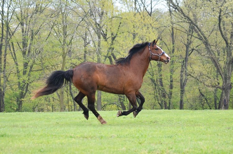 Cheff Therapeutic Riding Center