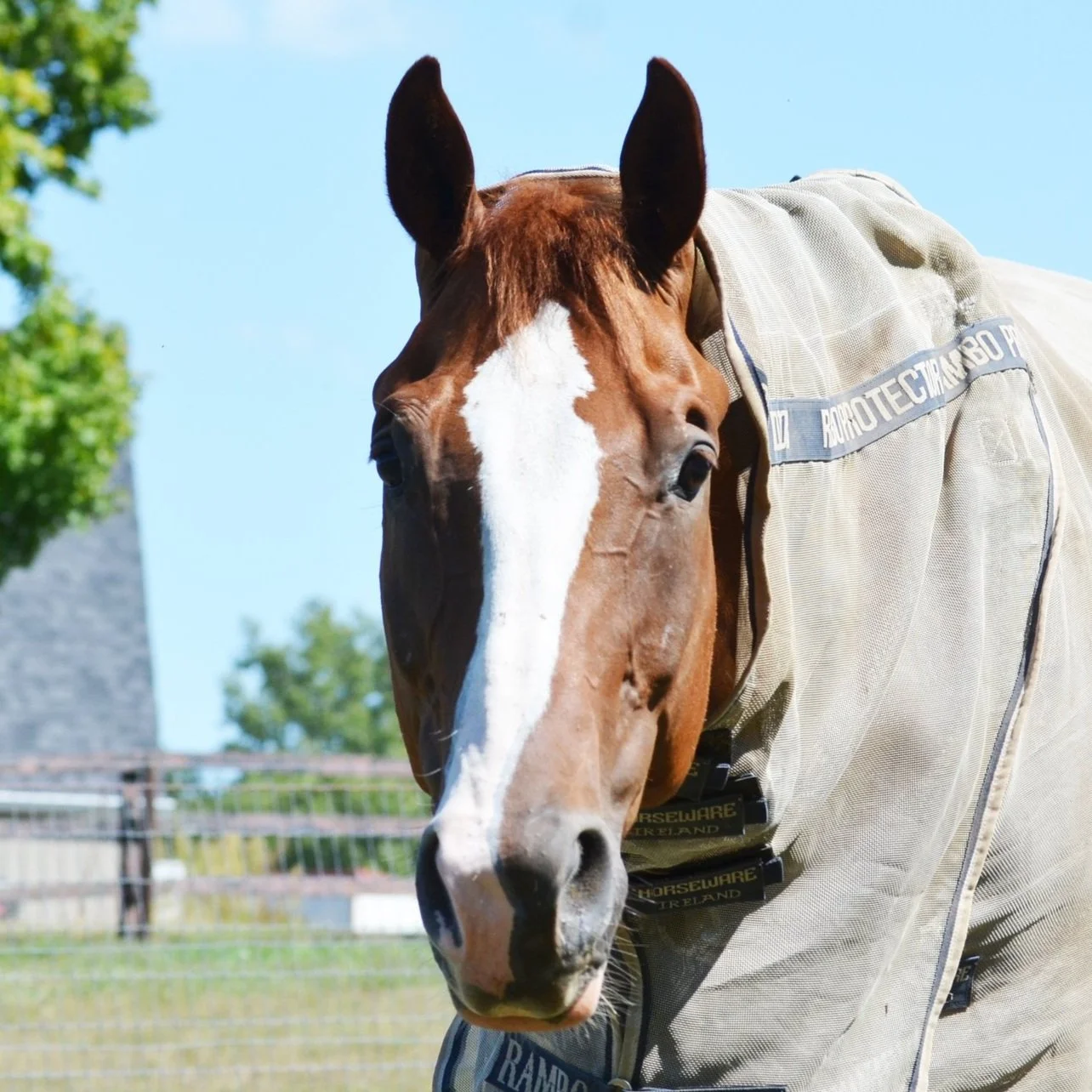 Our Horses — Cheff Therapeutic Riding Center