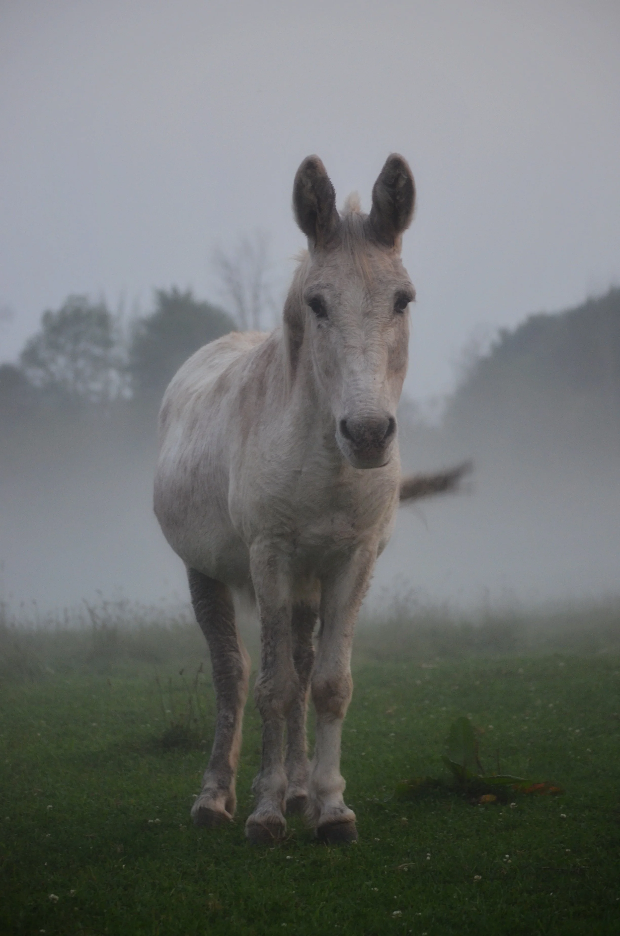 Our Team — Cheff Therapeutic Riding Center