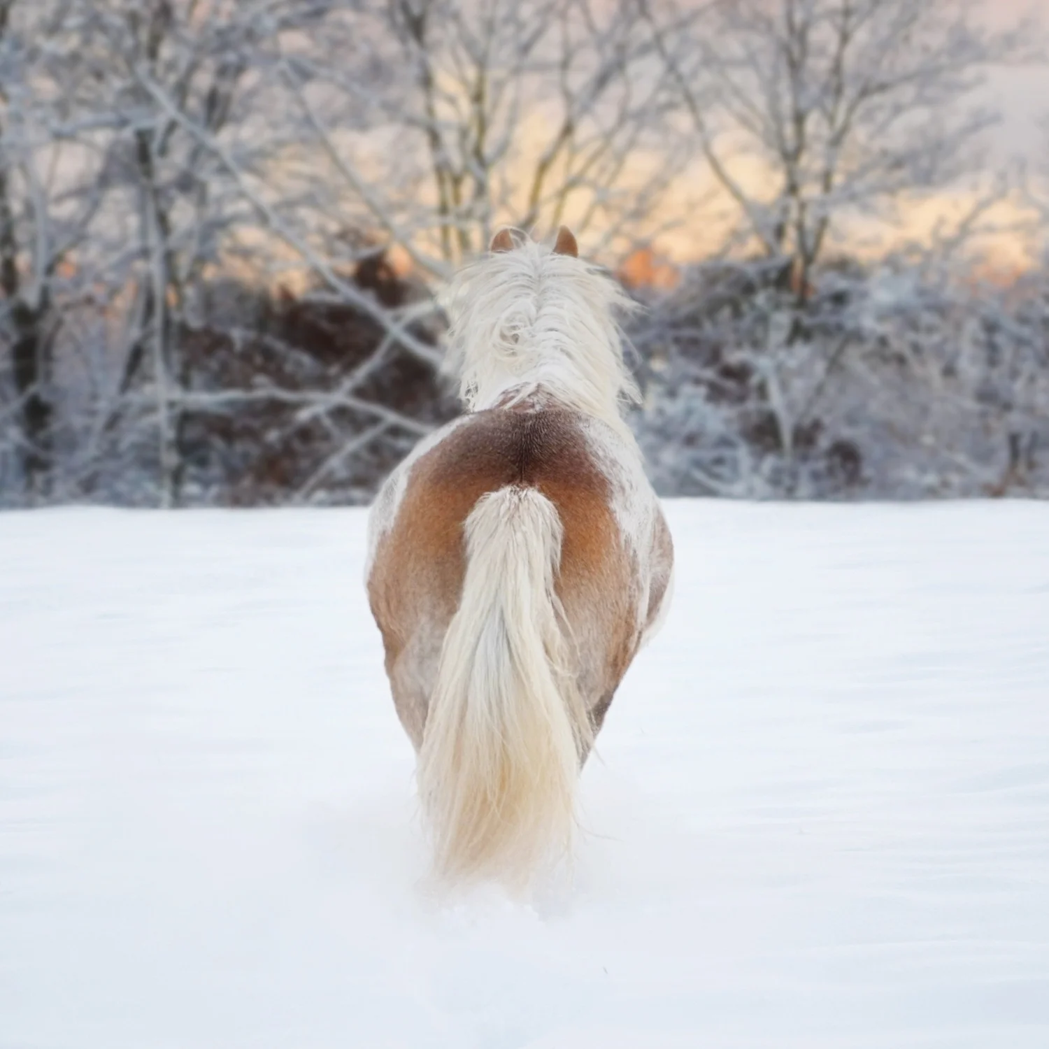 Cheff Therapeutic Riding Center