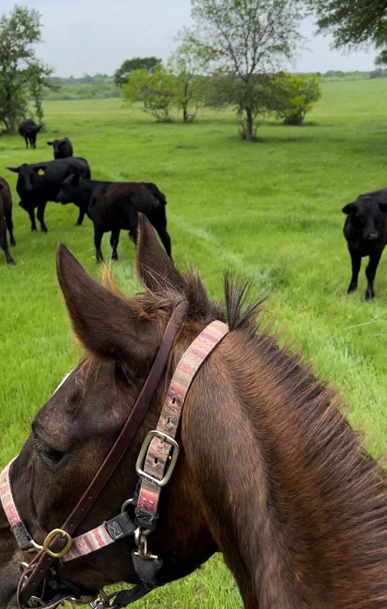 Horseback Trail Riding | Austin, TX | Canyon Lake, TX | Dripping ...