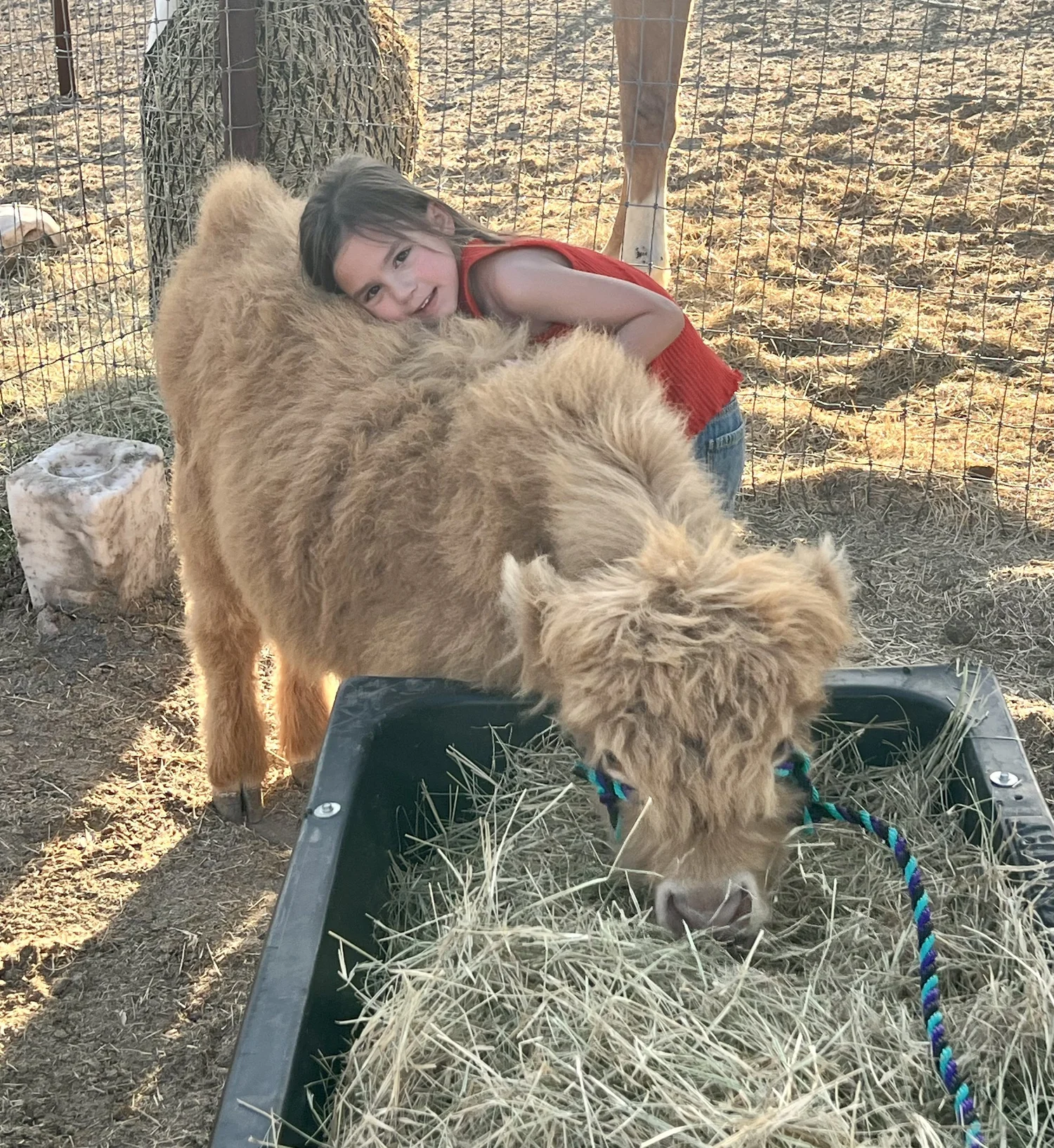 Cow Cuddling | Southern Trails