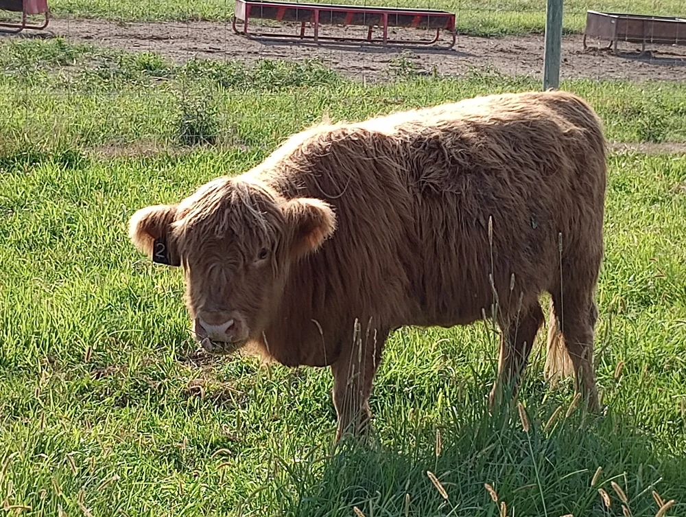 Highland Heifer Calves for Sale — Farm Life