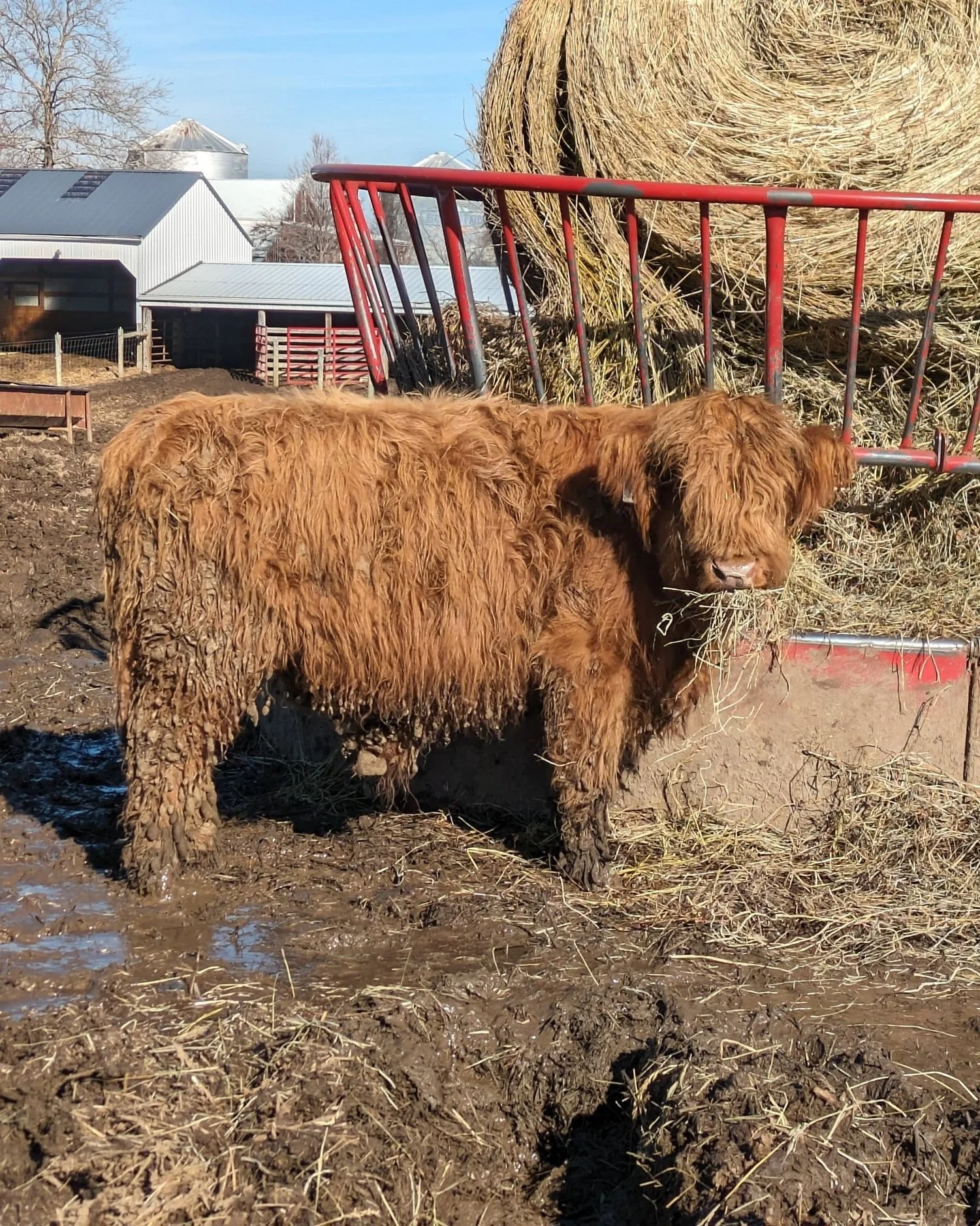 Highland Yearling Bulls for Sale — Farm Life