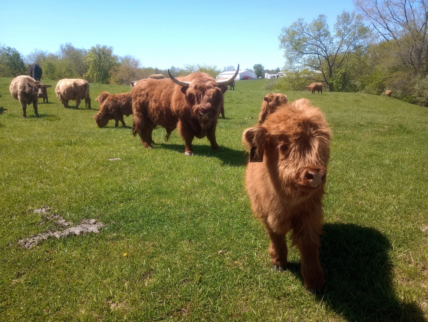 Mini Highland Cattle — Farm Life