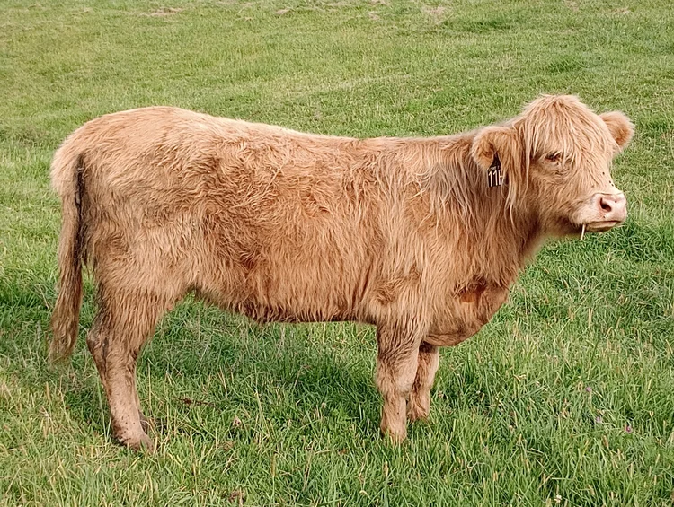 Mini Highland Cattle — Farm Life