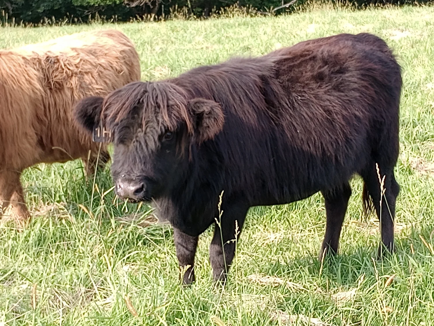 Bull Calves for Sale page 2 — Farm Life