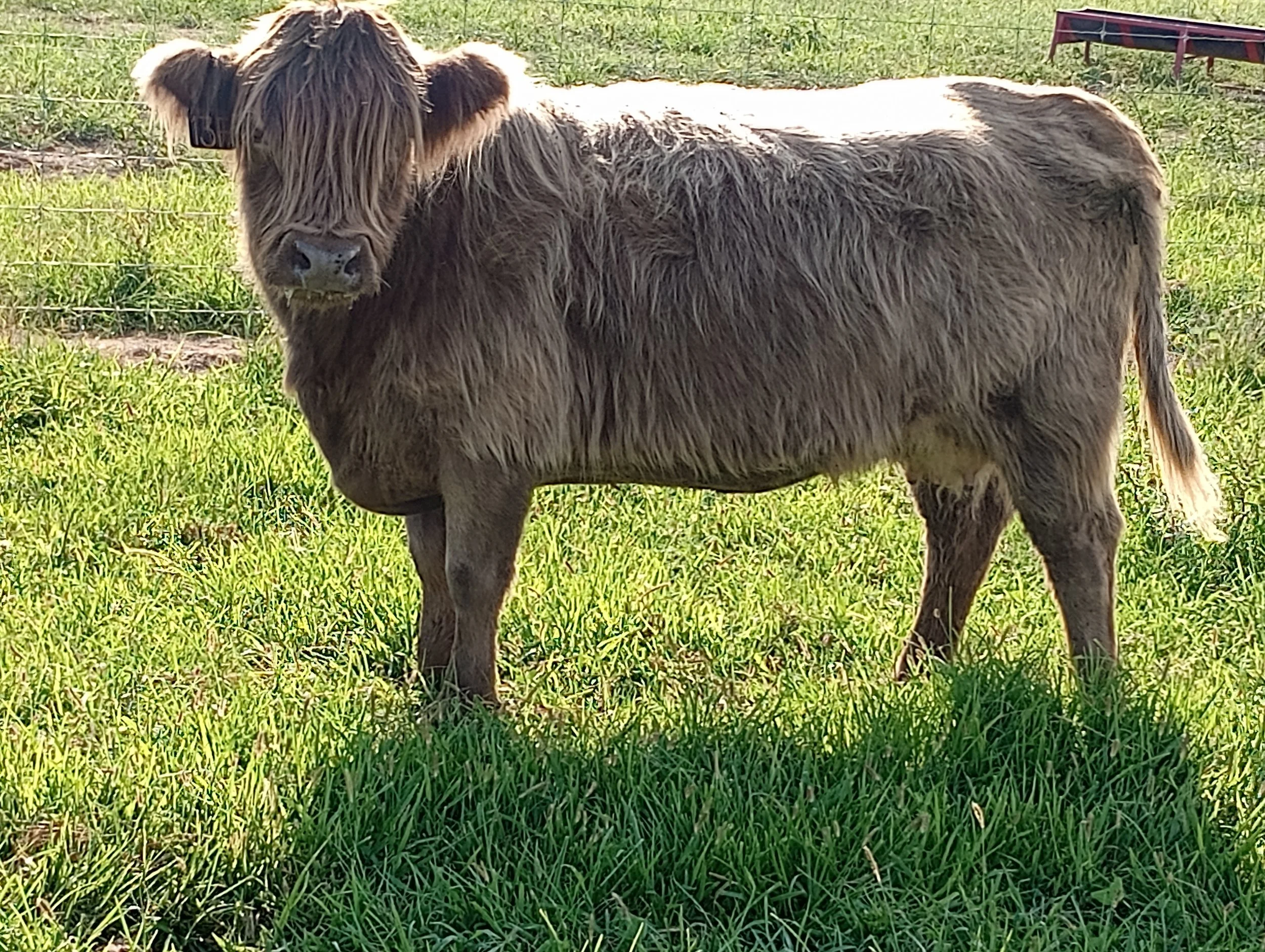 Bull Calves for Sale page 2 — Farm Life