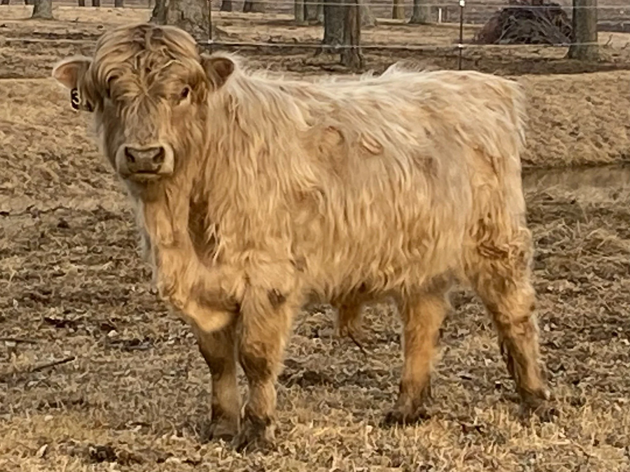 Mini Highland Cattle — Farm Life