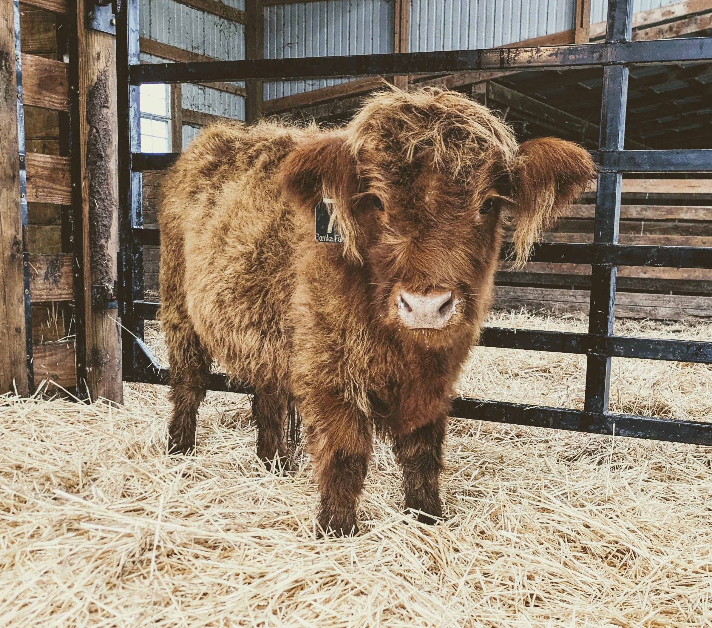 Highland Yearling Bulls for Sale — Farm Life