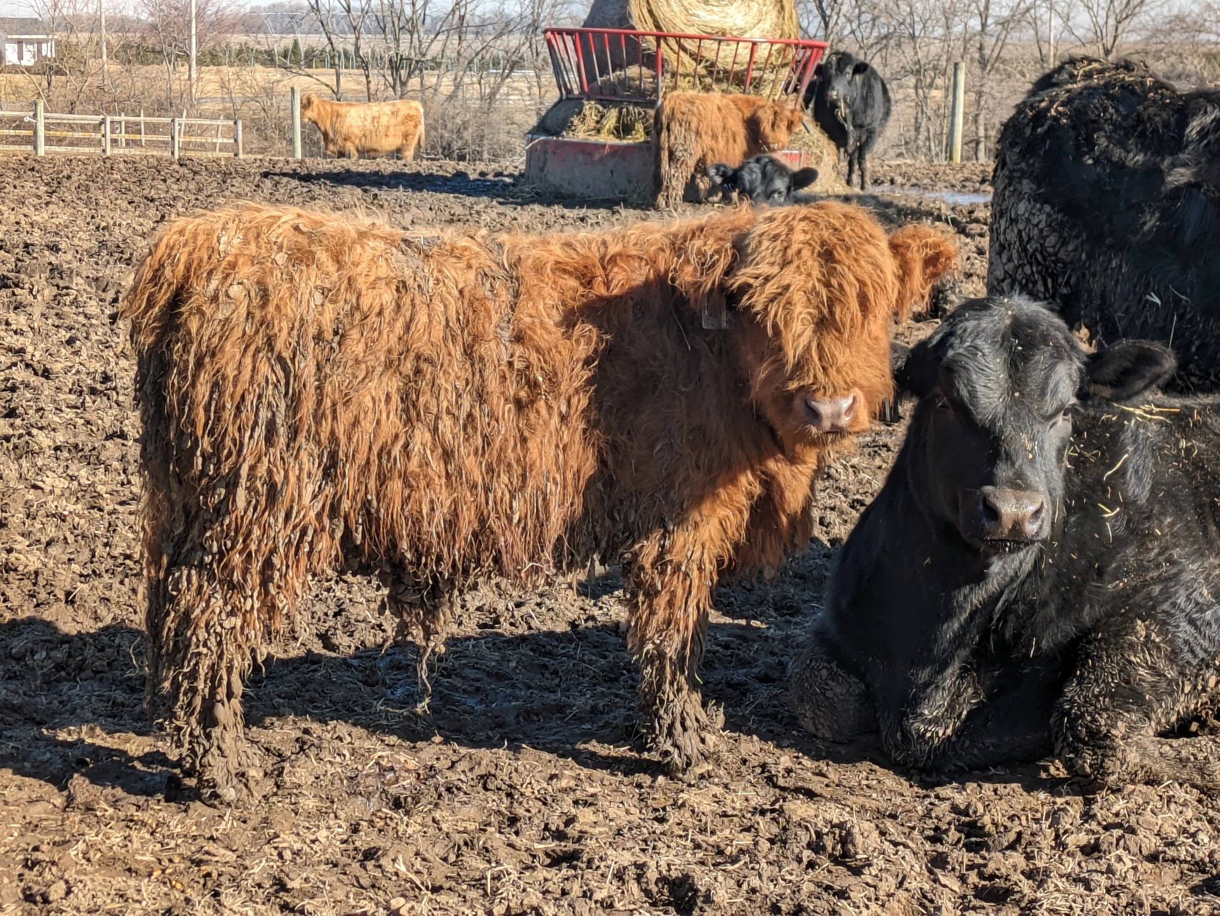 Highland Yearling Bulls for Sale — Farm Life