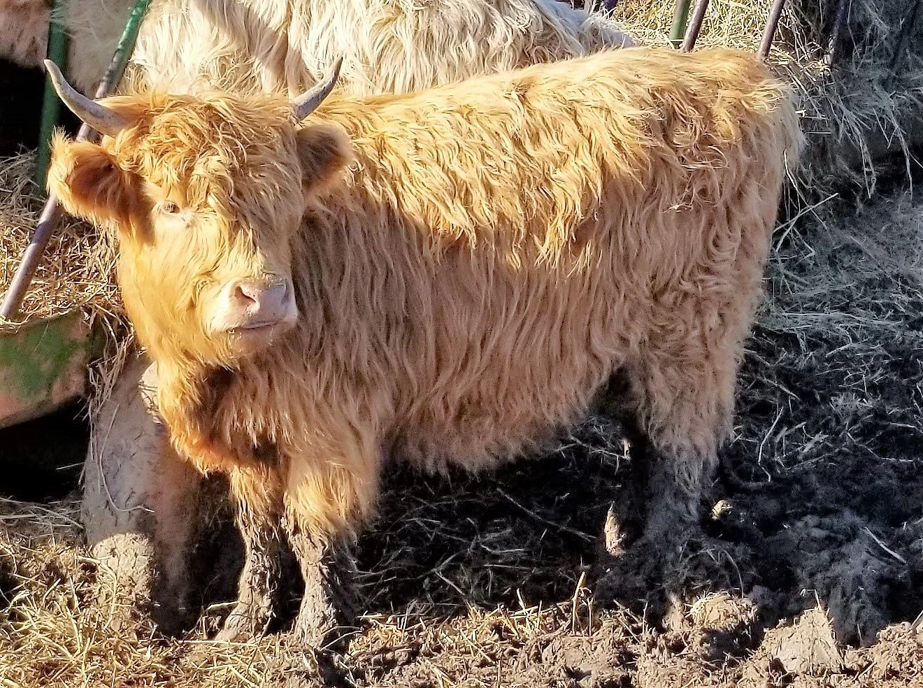 Highland Yearling Bulls for Sale — Farm Life