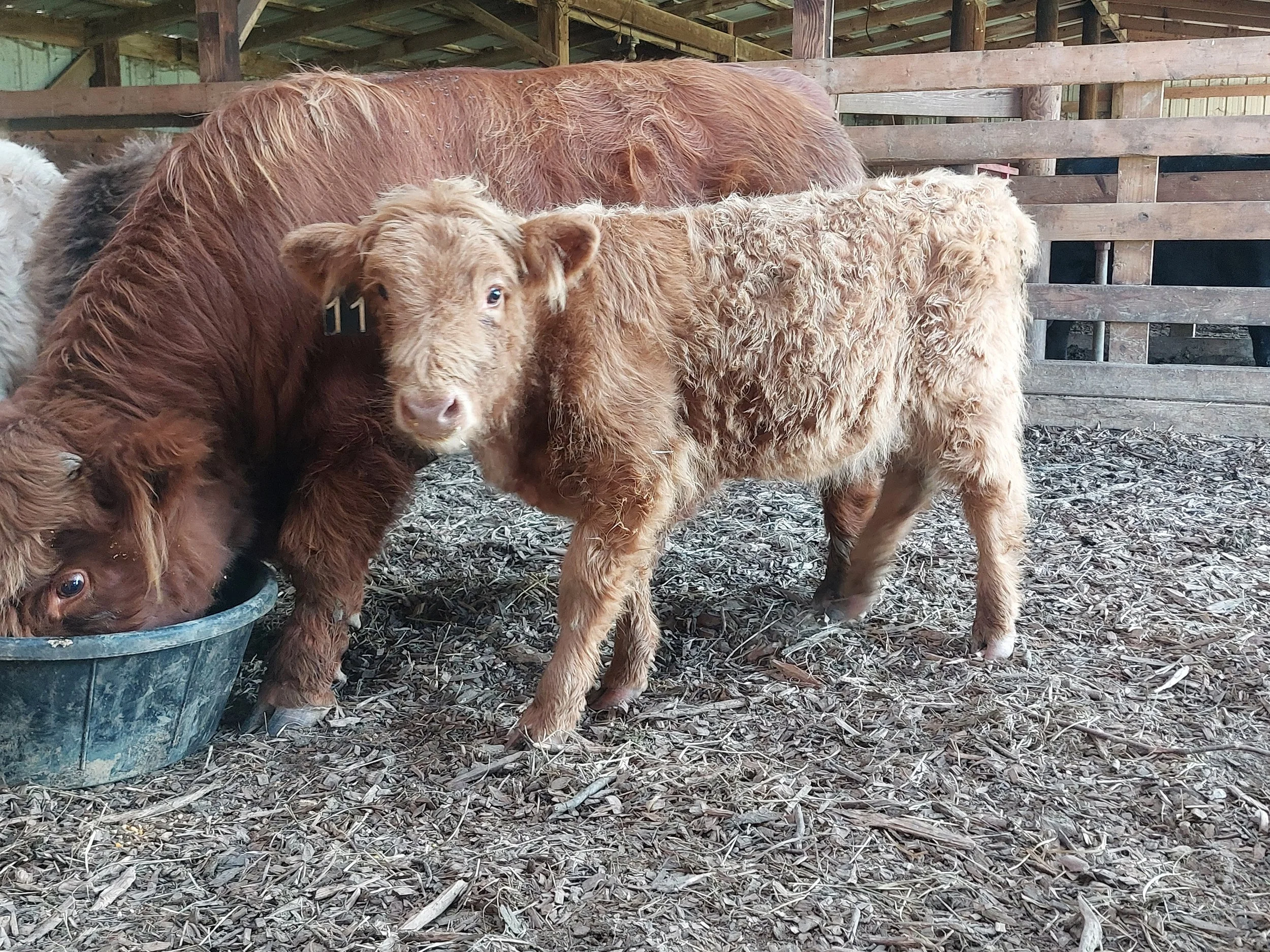 Highland Heifer Calves for Sale — Farm Life
