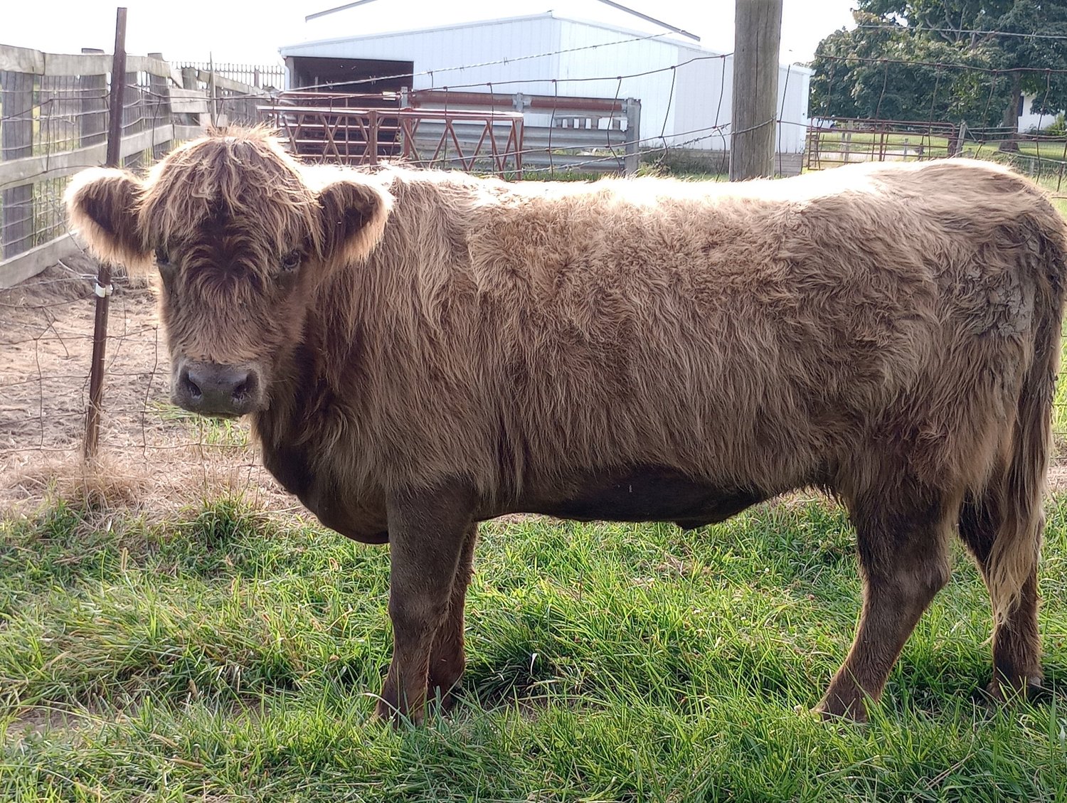Mini Highland Cattle — Farm Life