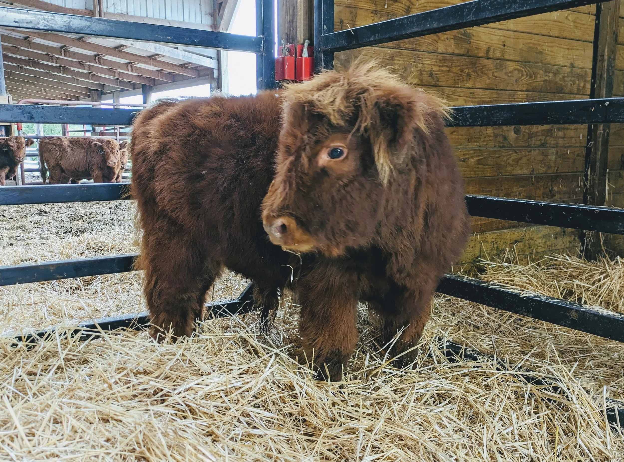 Highland Yearling Bulls for Sale — Farm Life