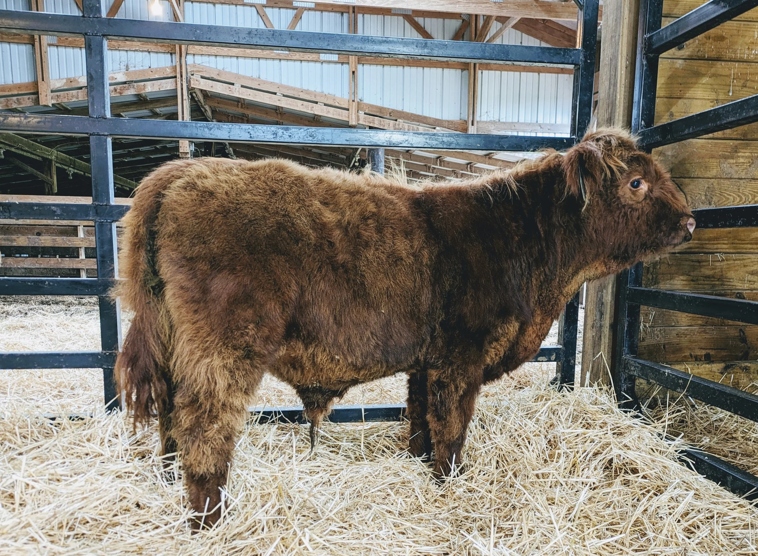 Bull Calves for Sale page 2 — Farm Life
