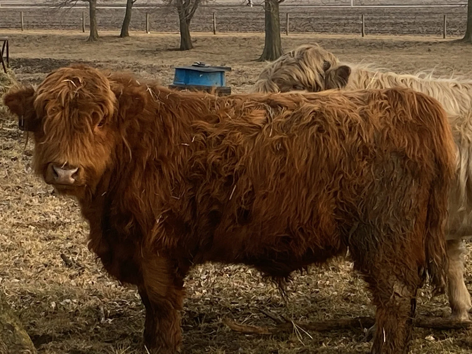 Mini Highland Cattle — Farm Life