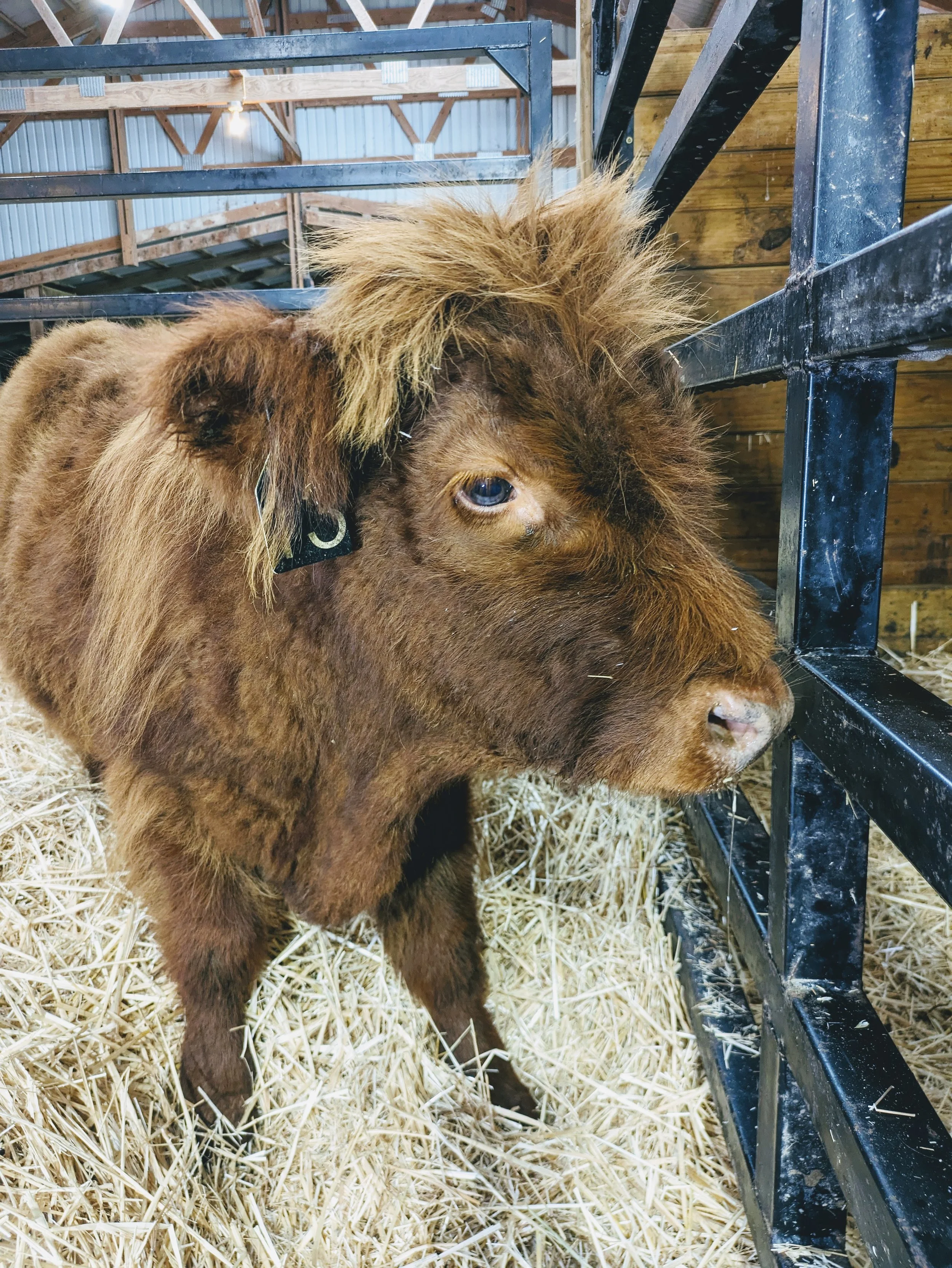 Bull Calves for Sale page 2 — Farm Life