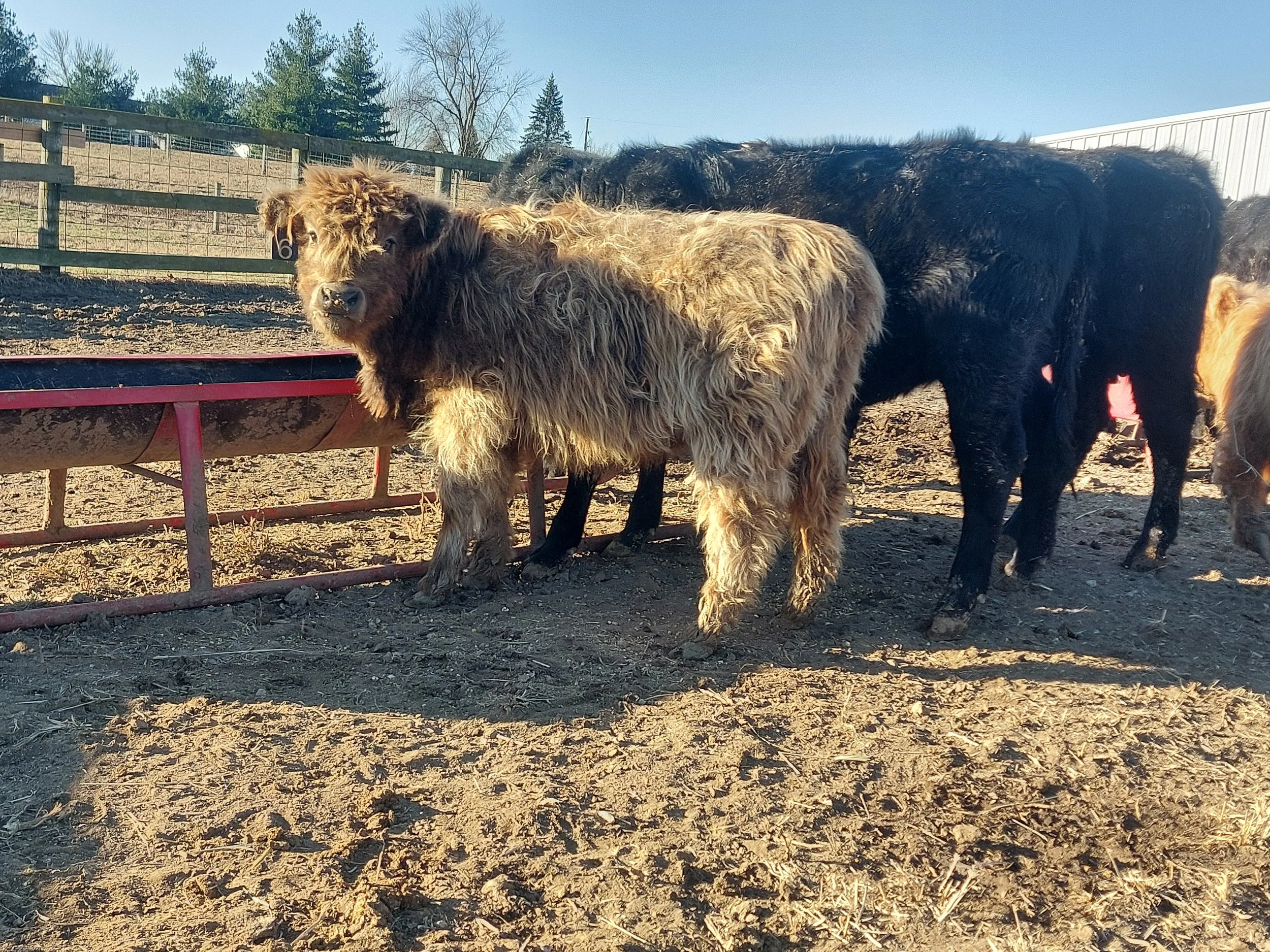 Highland Heifer Calves for Sale — Farm Life