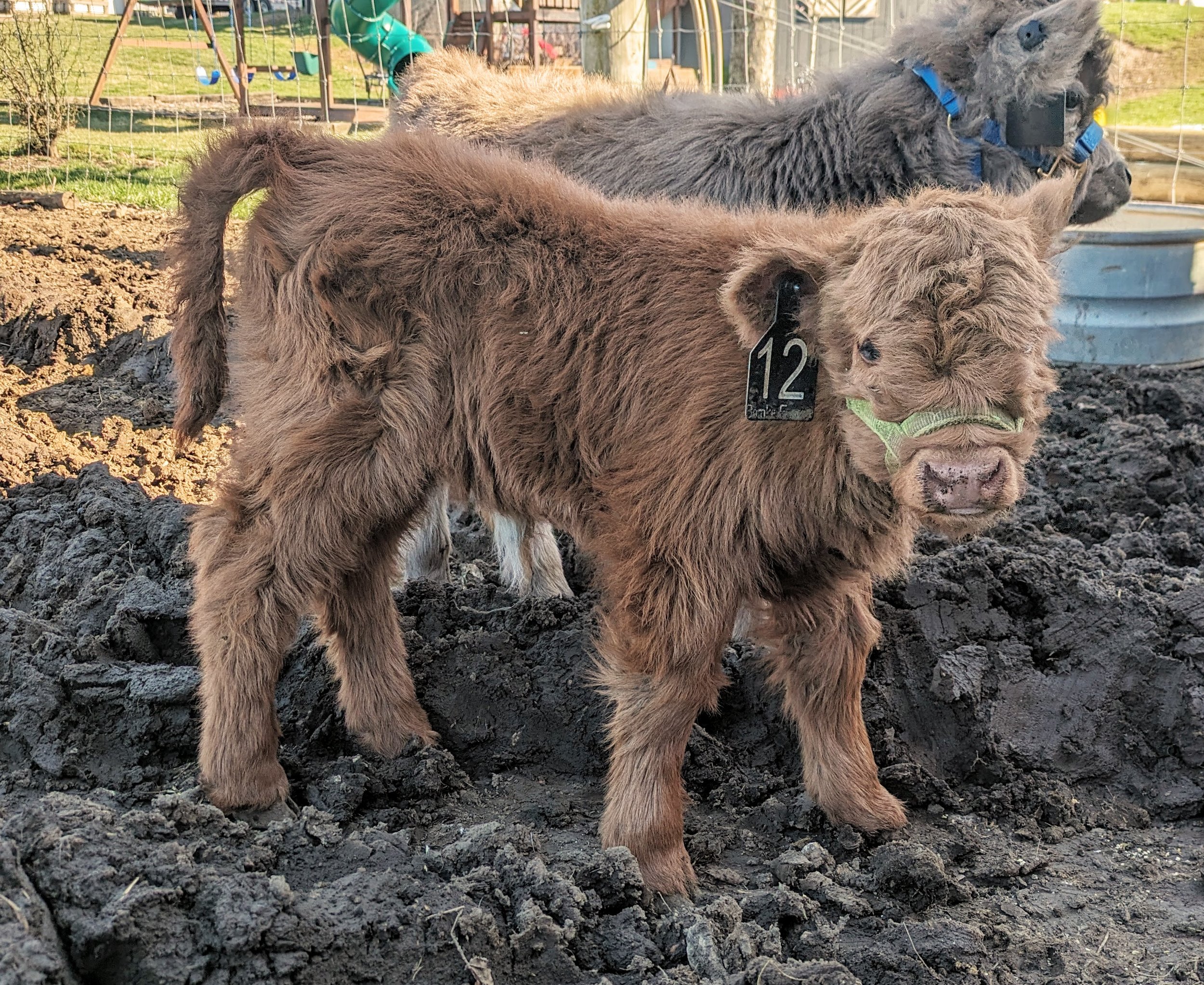 Highland Heifer Calves for Sale — Farm Life