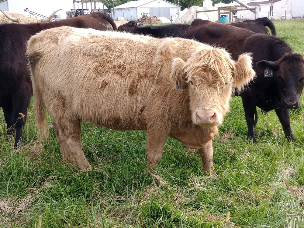 Bull Calves for Sale page 2 — Farm Life