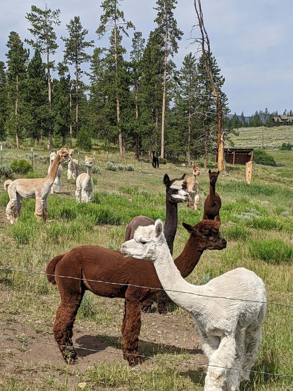 Silver Spur Ranch: Growing into an Existing Conserved Piece of Land and ...