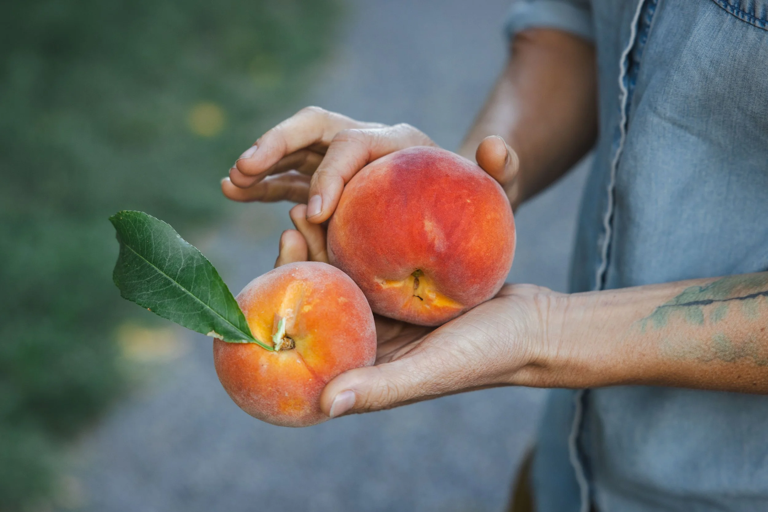 Saving the Palisade Peach and Protecting Farm Workers — Keep It Colorado