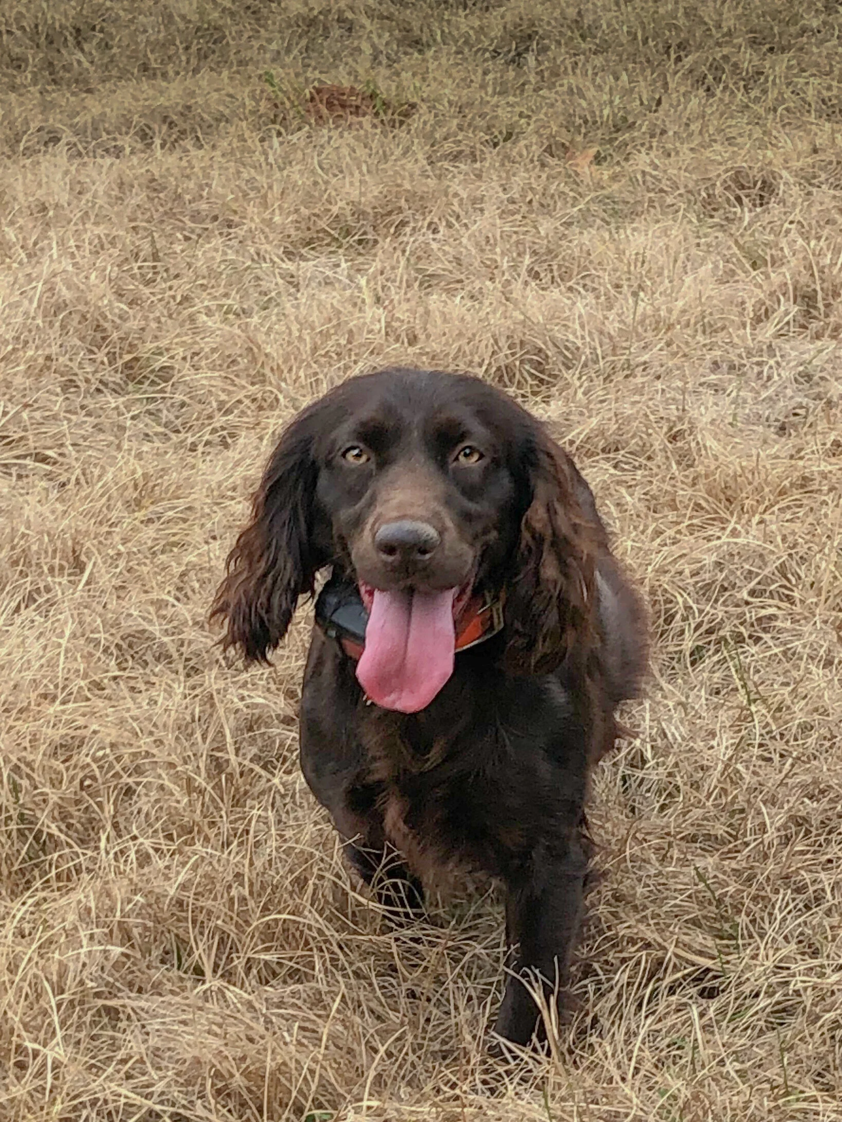 Breeding Stable — Boykin Spaniels | Red Creek Kennels of Texas