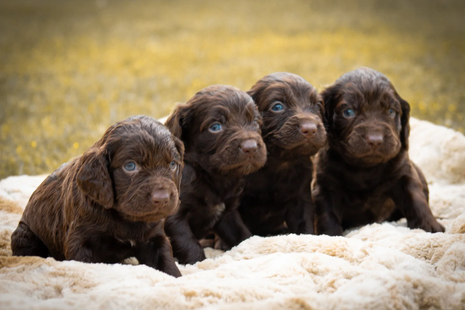 Puppies — Boykin Spaniels | Red Creek Kennels of Texas