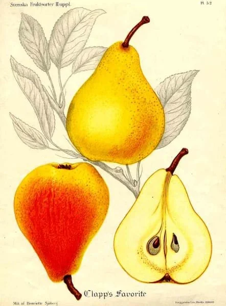 Pear-adise at Shirley Place — The Shirley-Eustis House