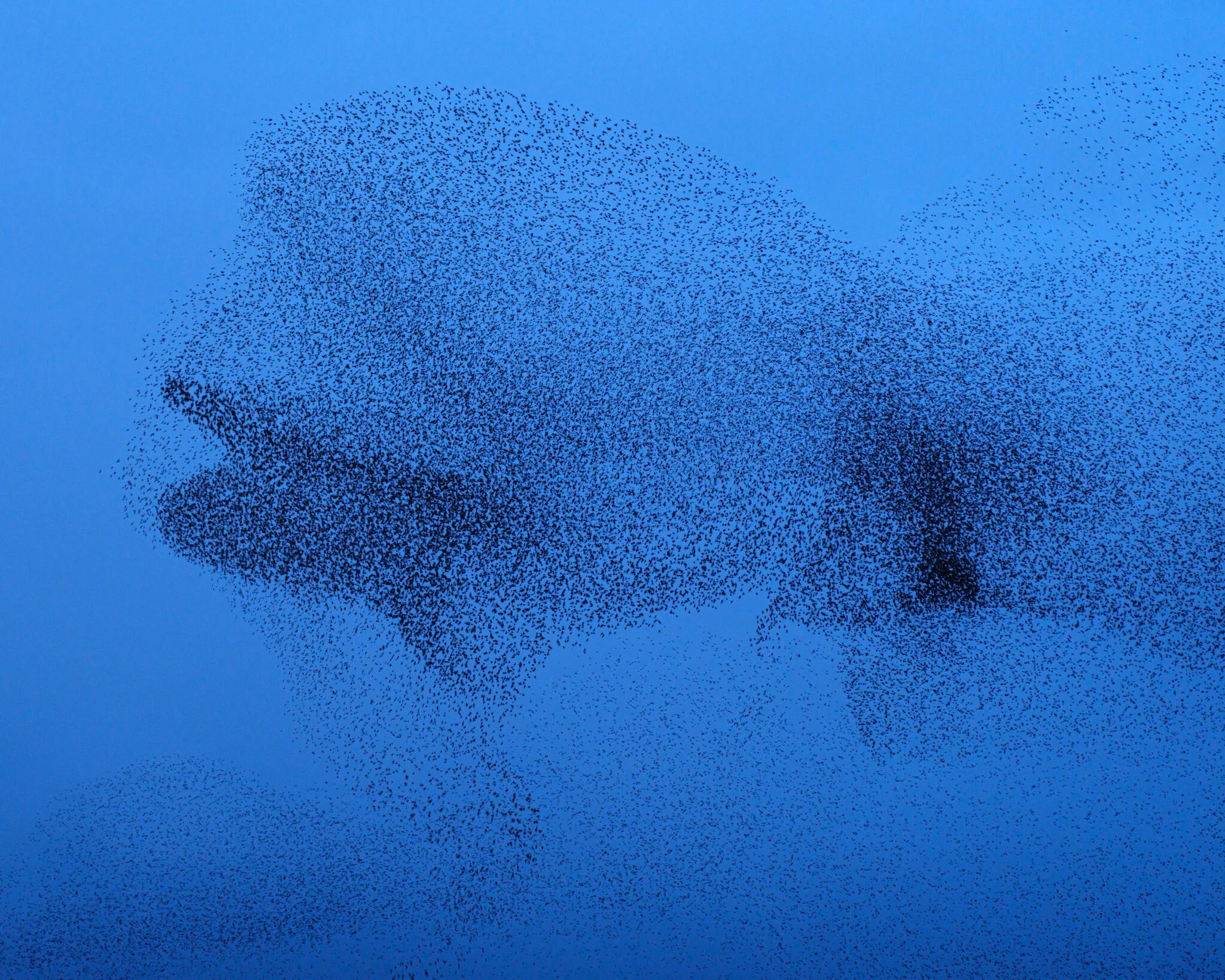 Murmurations — Johannes Bosgra