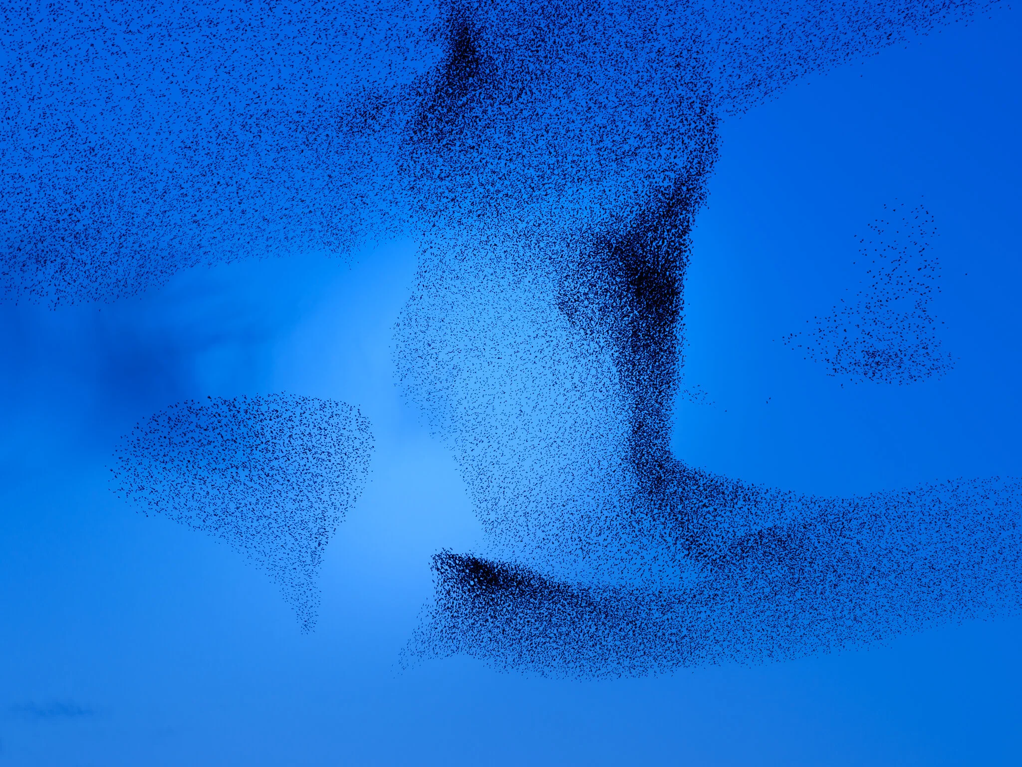 Murmurations — Johannes Bosgra