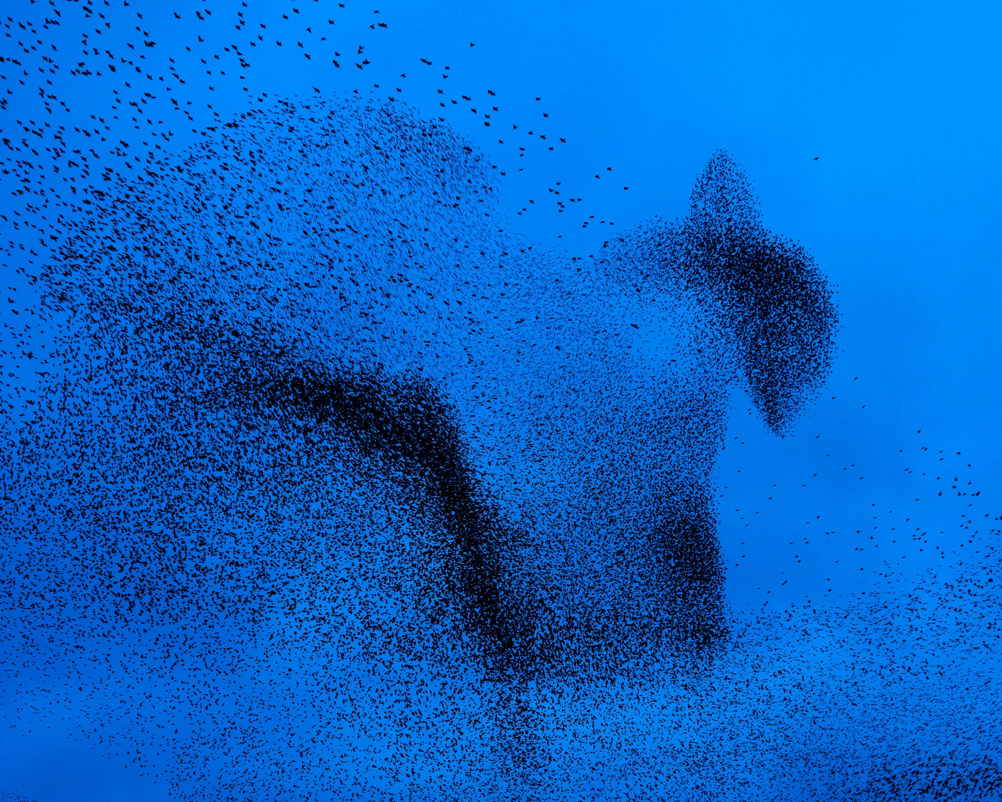 Murmurations — Johannes Bosgra