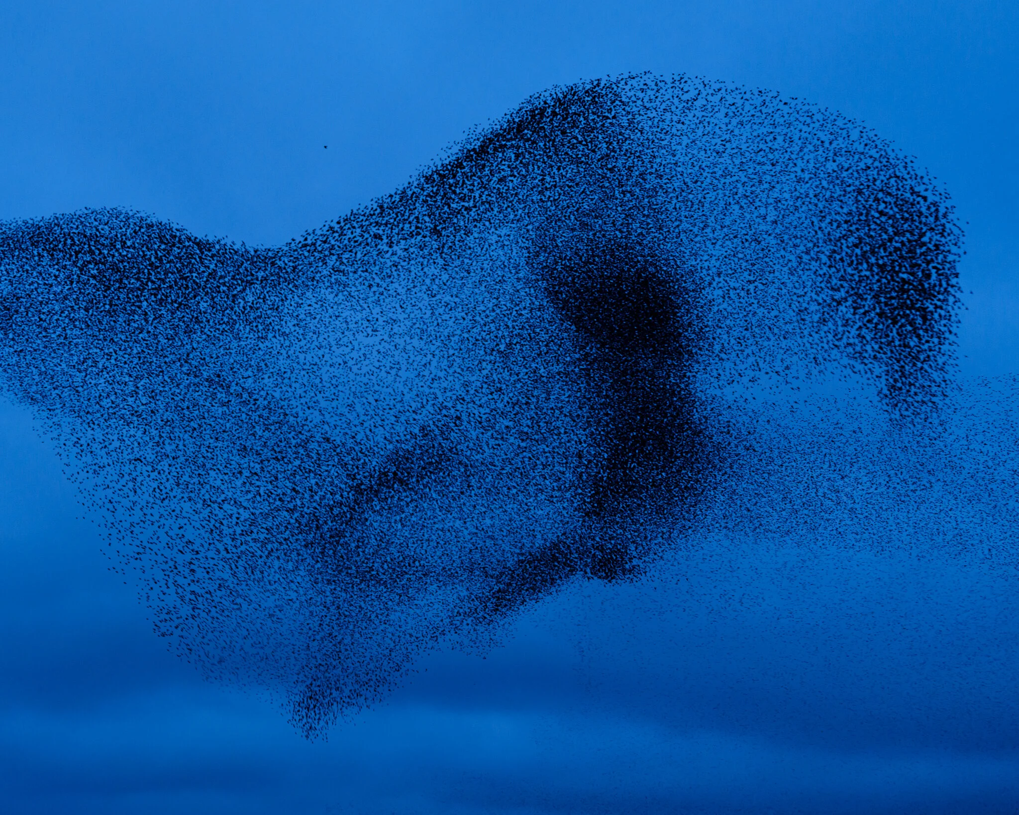 Murmurations — Johannes Bosgra