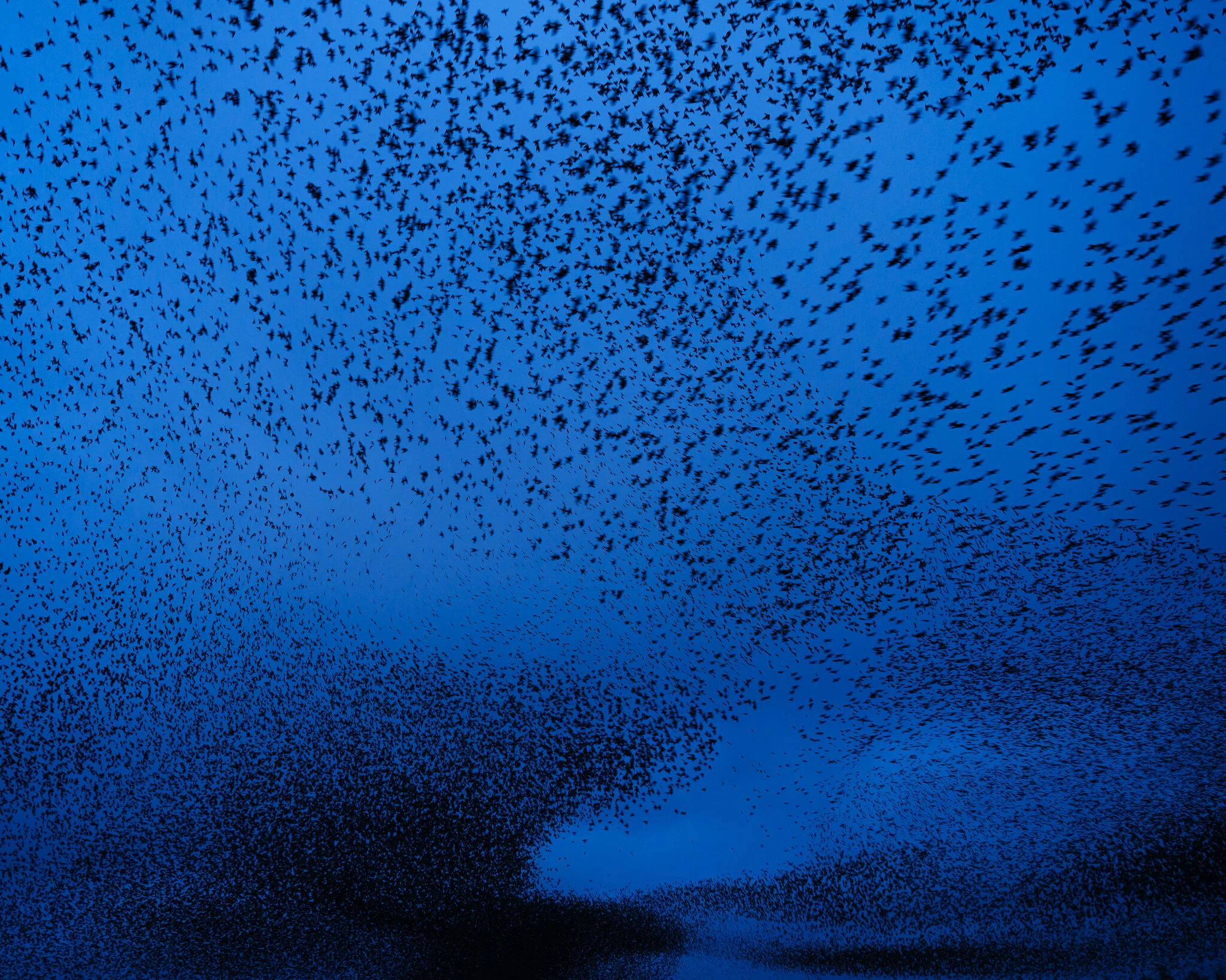 Murmurations — Johannes Bosgra
