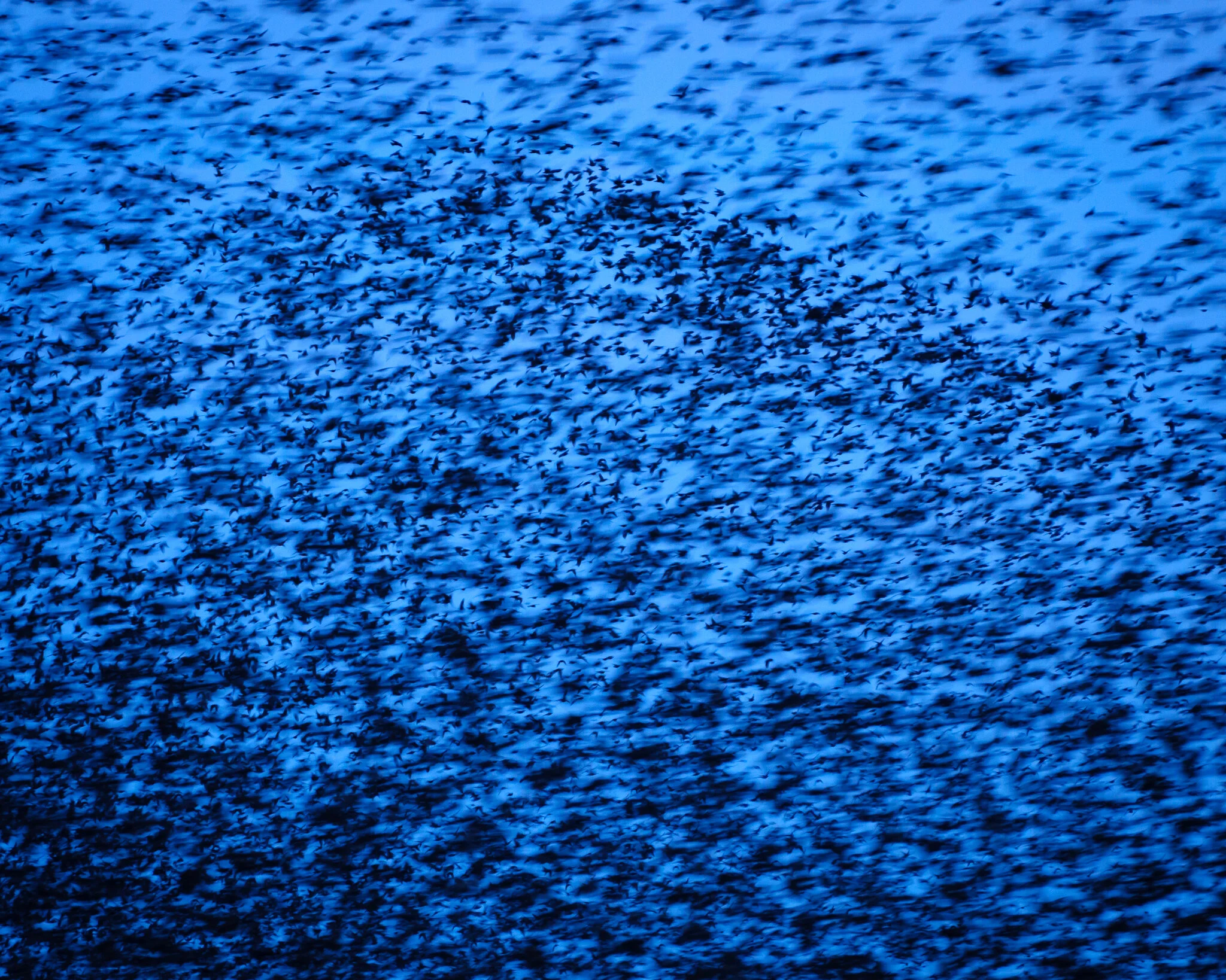 Murmurations — Johannes Bosgra